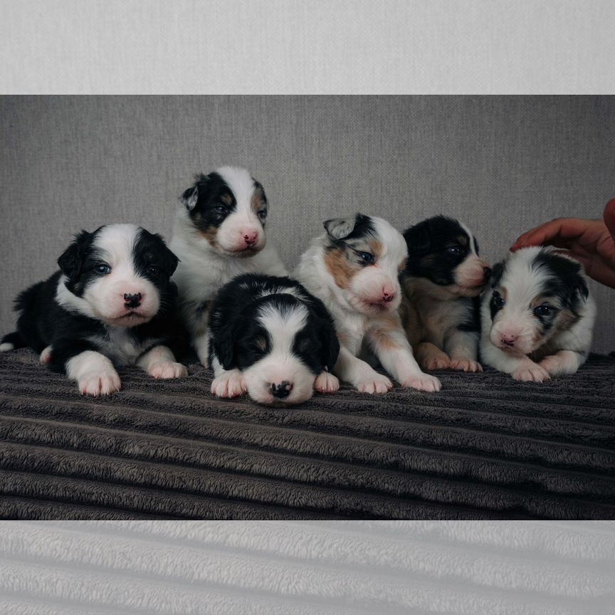 Австралийская овчарка