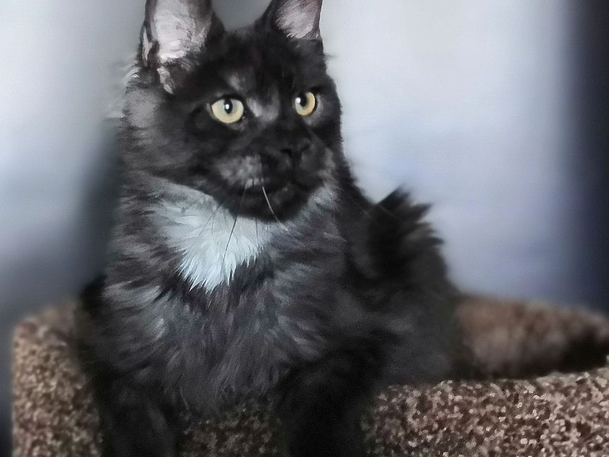 Котик мейн-кун