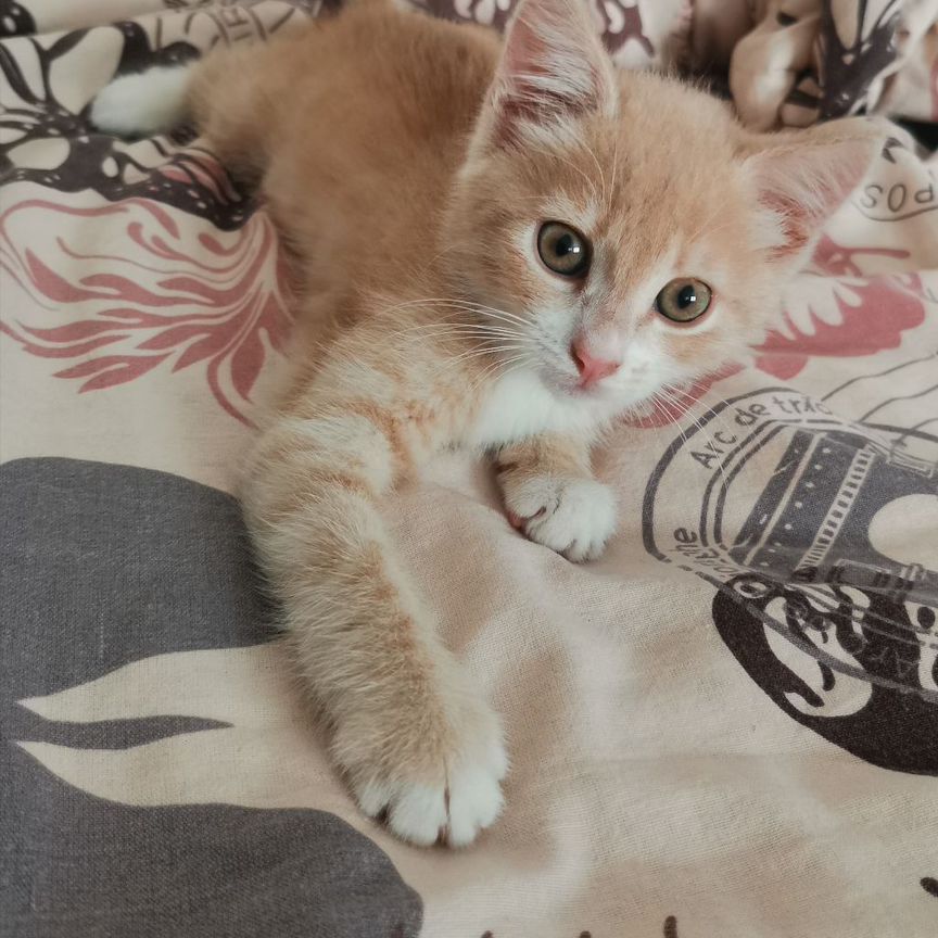 Котик 1,5 месяца в дар