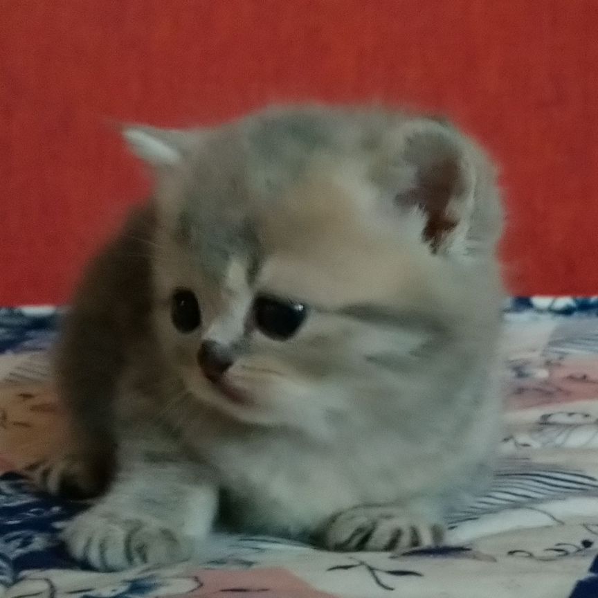 Шотландская вислоухая кошка серая