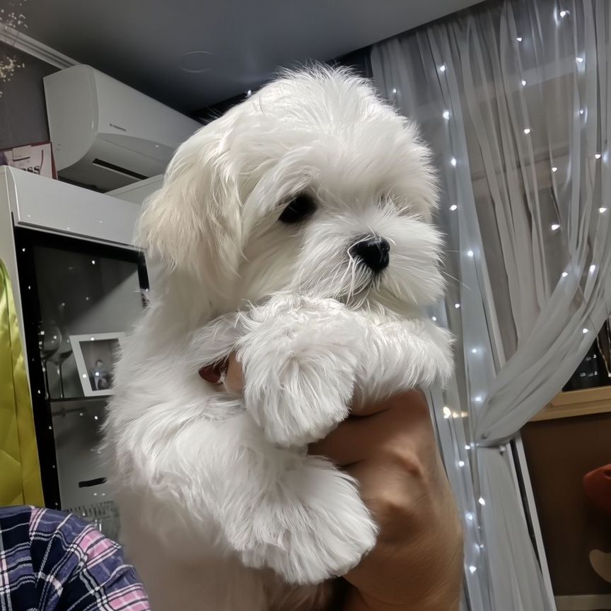 Мальтийская болонка, щенок