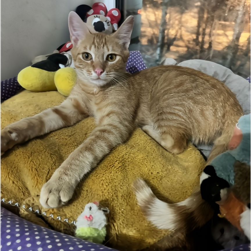 Котёнок в добрые руки