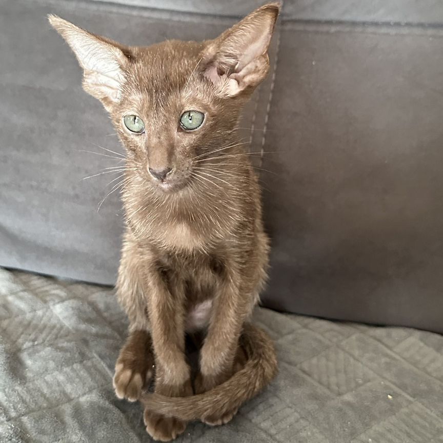 Ориентальный котёнок