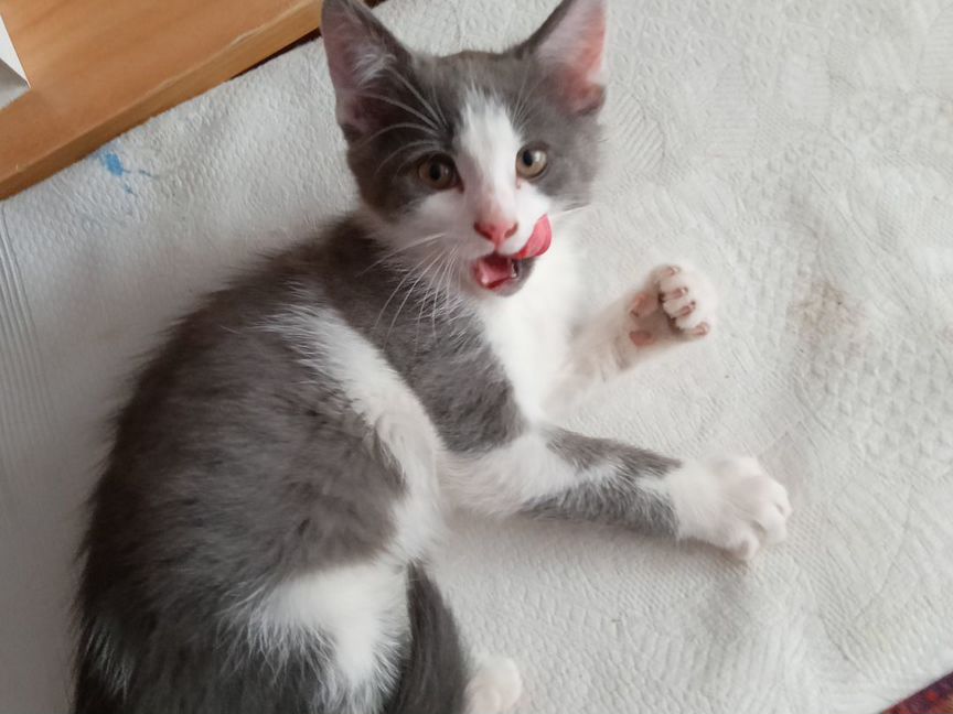 Отдам красивых котят хорошим хозяевам