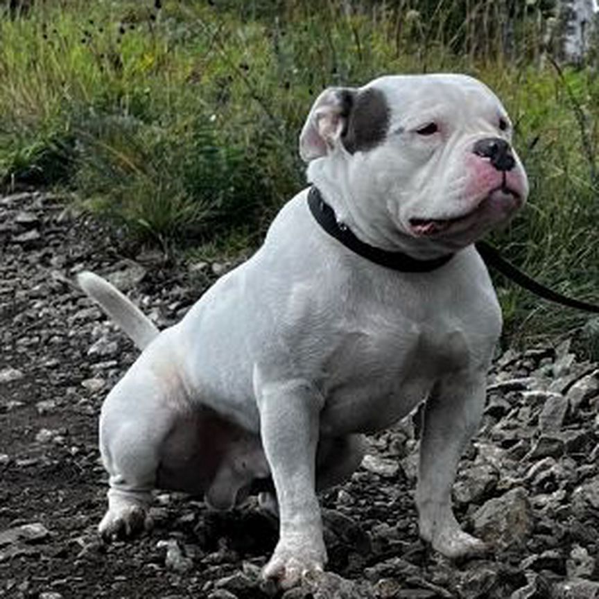 Американский булли, взрослый пёс