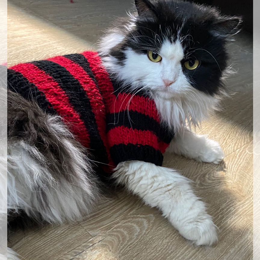 Свитер для кота