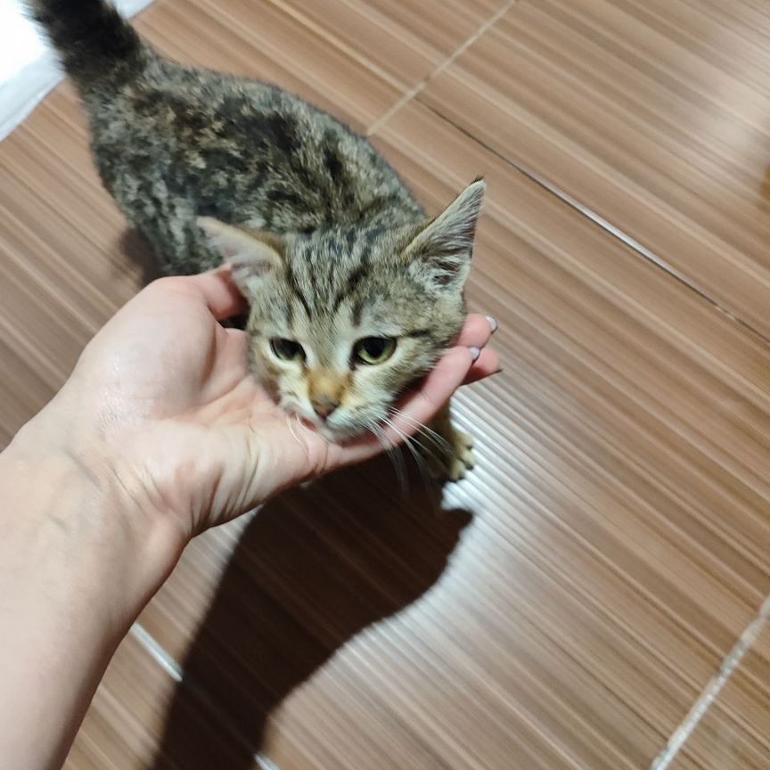 Котёнок в добрые руки