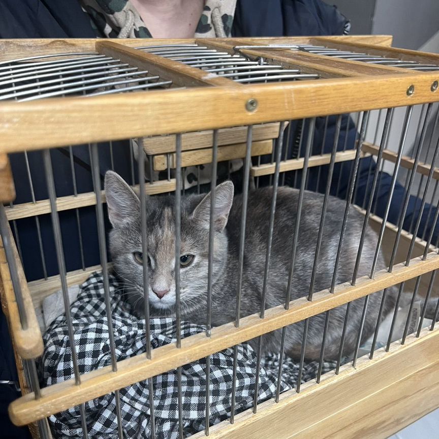 Красивый котенок, дквочка