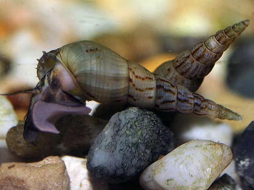 Аквариумные улитки