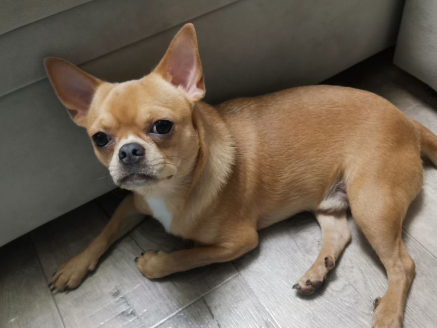 Вязка чихуахуа