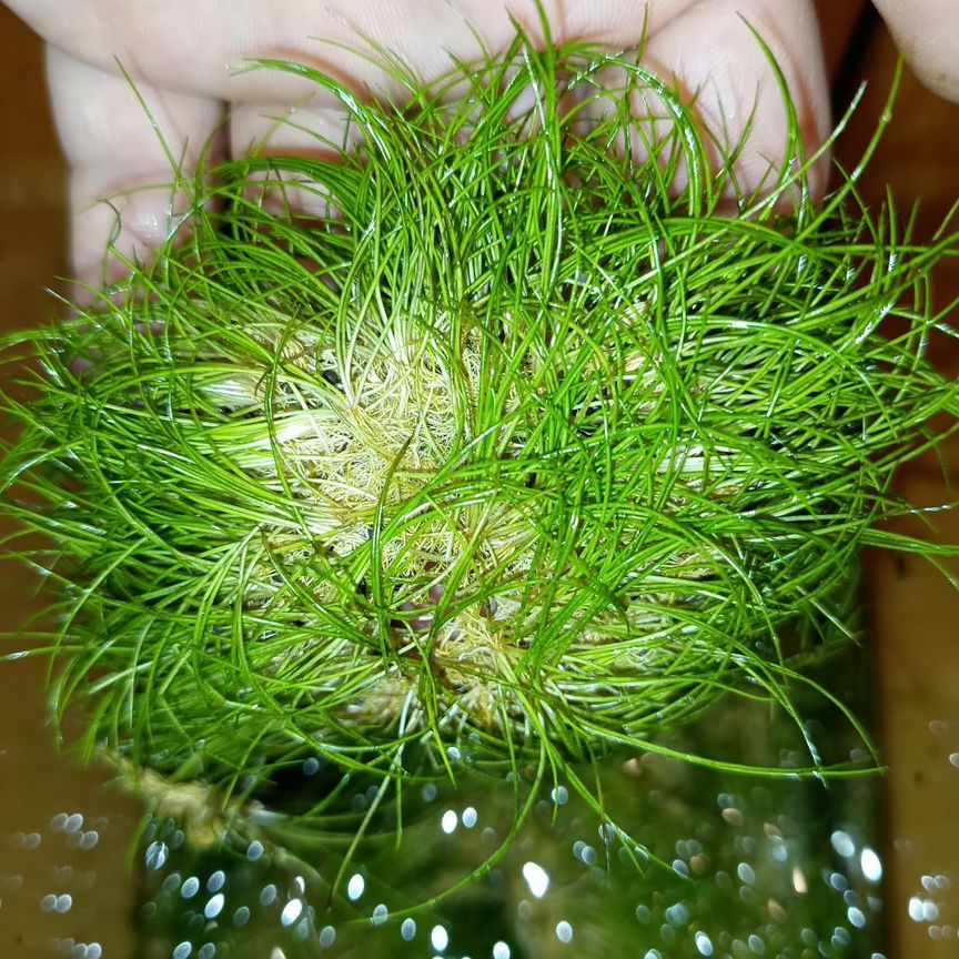 Аквариумное растение элеохарис мини