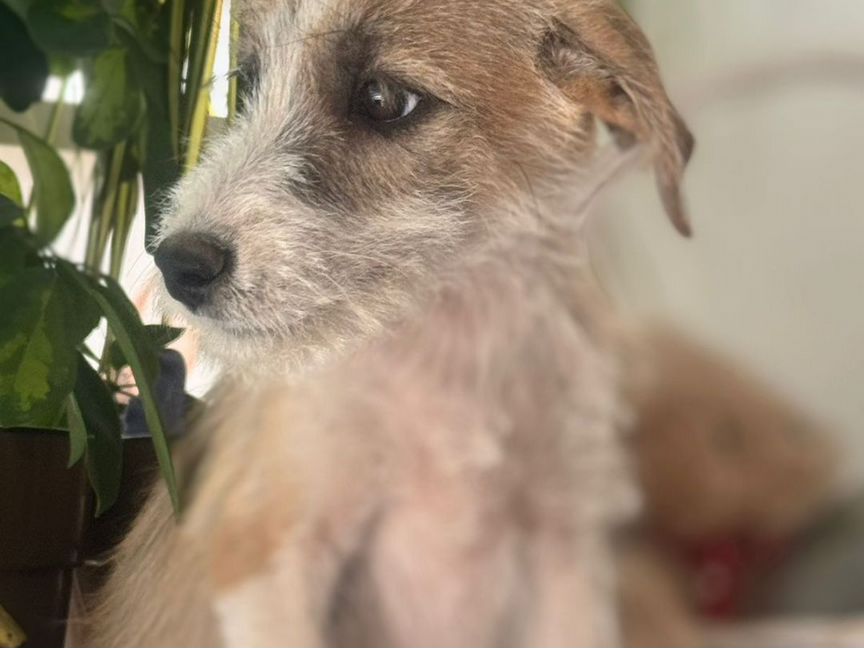 Настоящая Мальвина