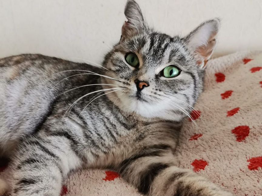 Кошка