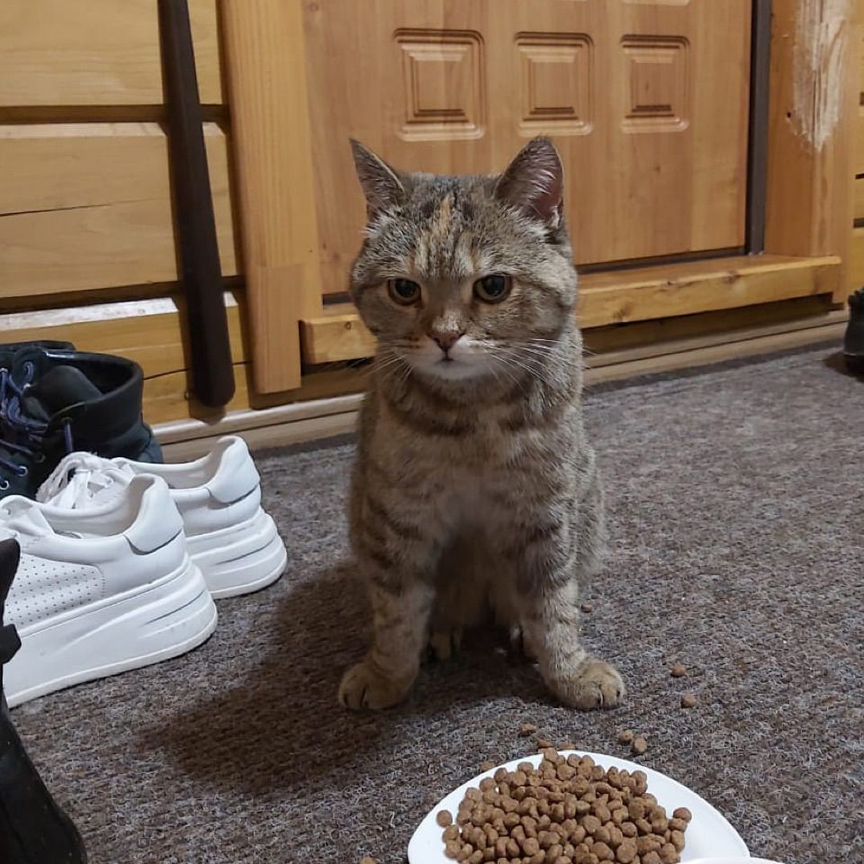 Кошка в добрые руки