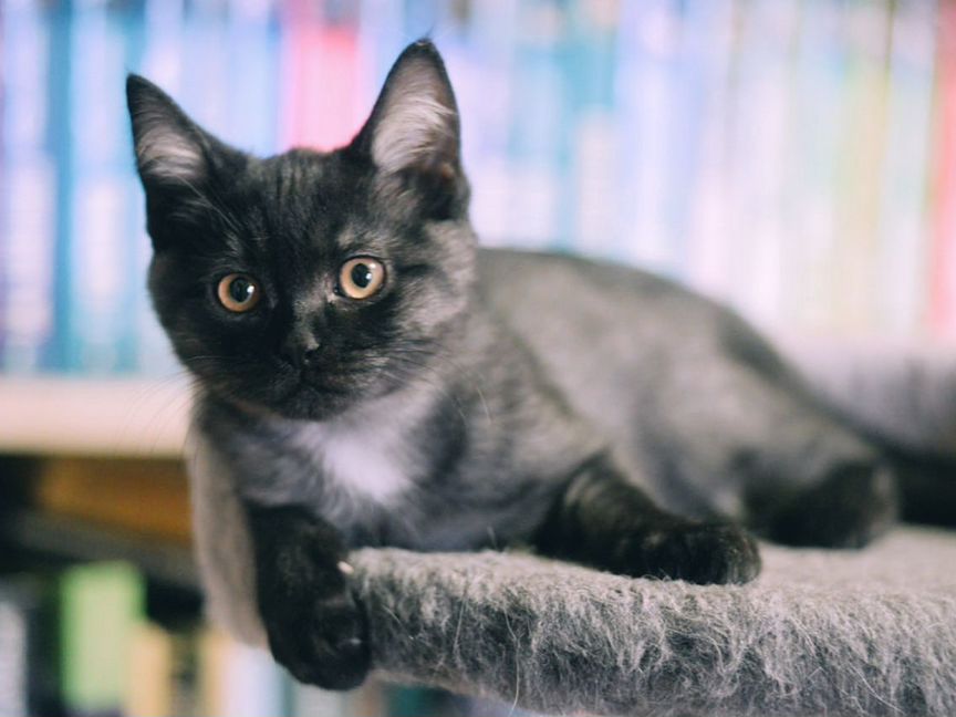 Скоттиш страйт котята