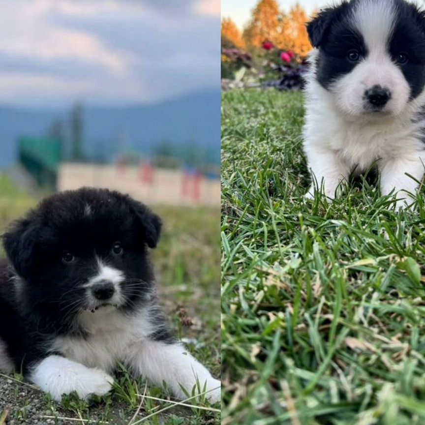 Бордер-колли, щенок