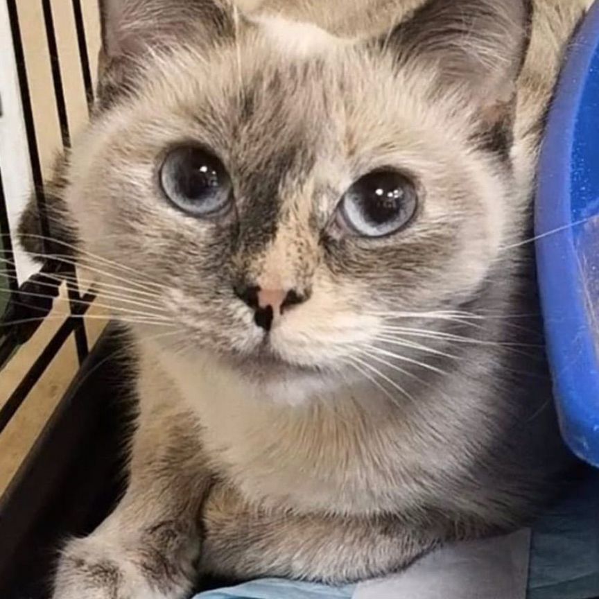 Заберите кошечку домой