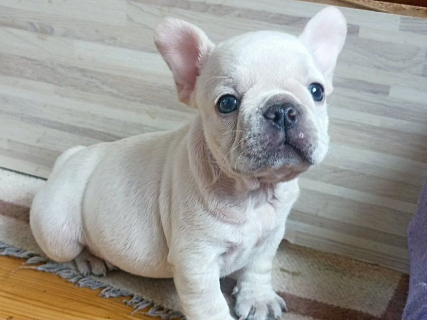Французский бульдог щенки