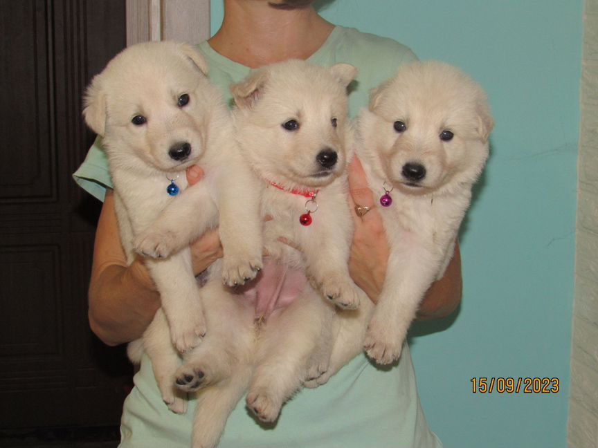 Швейцарская овчарка