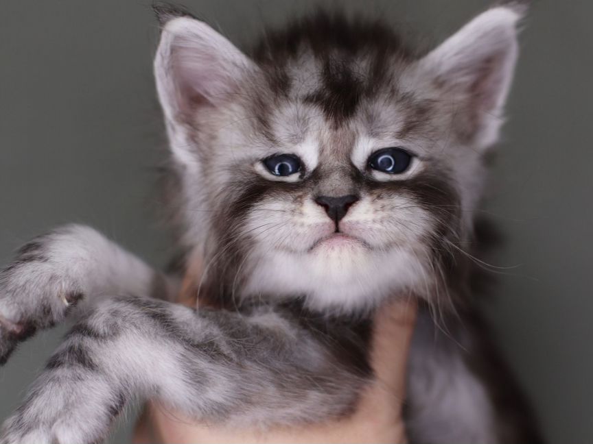 Мейн-кун супер мальчик, питомник