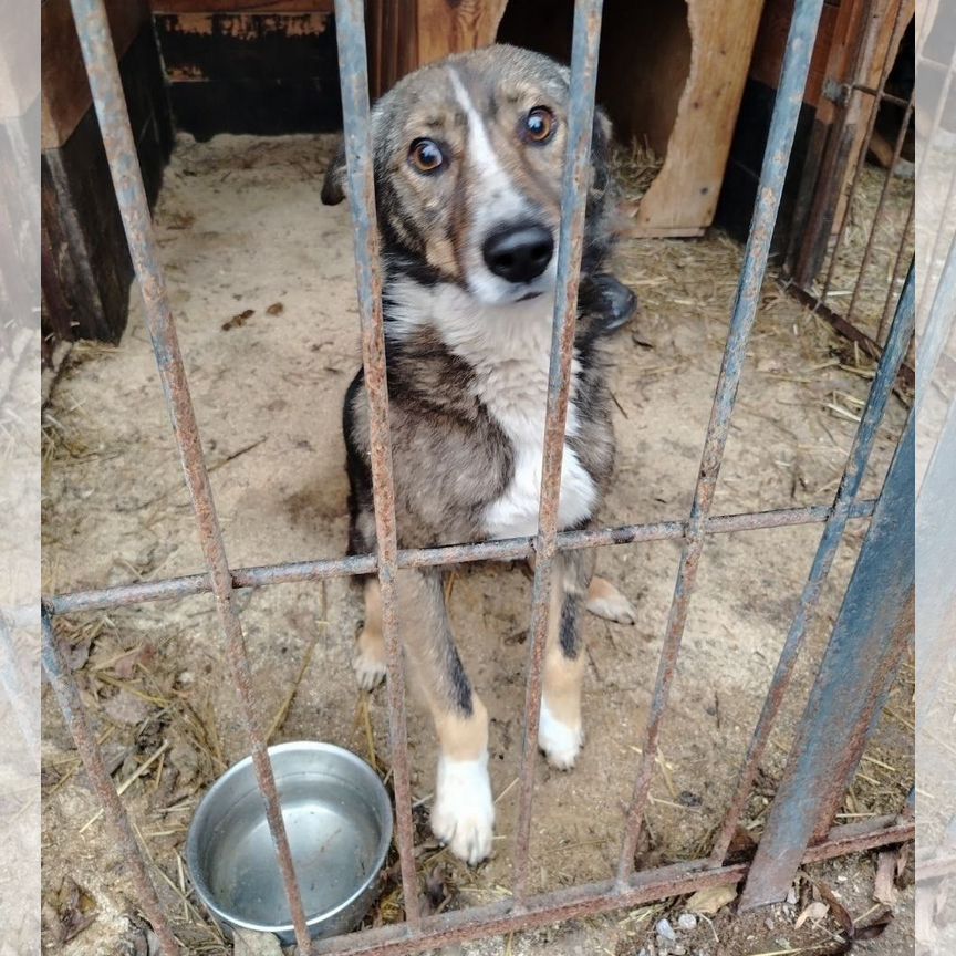 Щенок в добрые руки