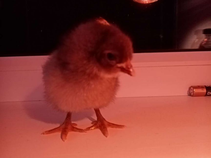 Цыплята несушки недельные