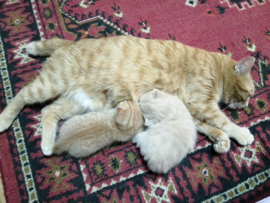 Котенок от кошки без хвоста