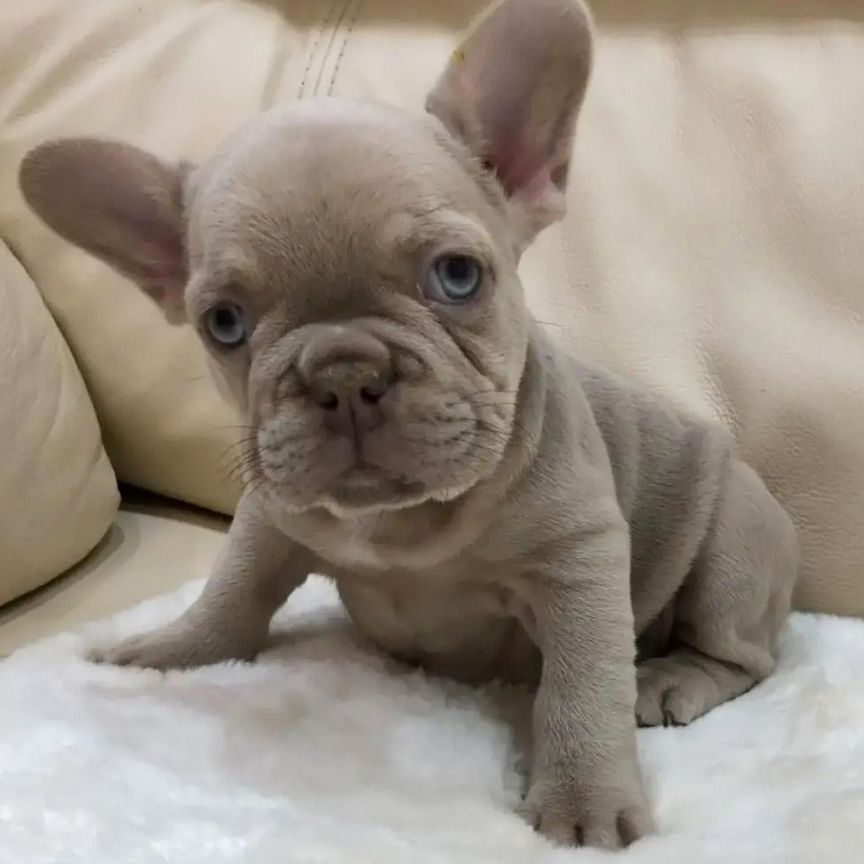 Французский бульдог, щенок