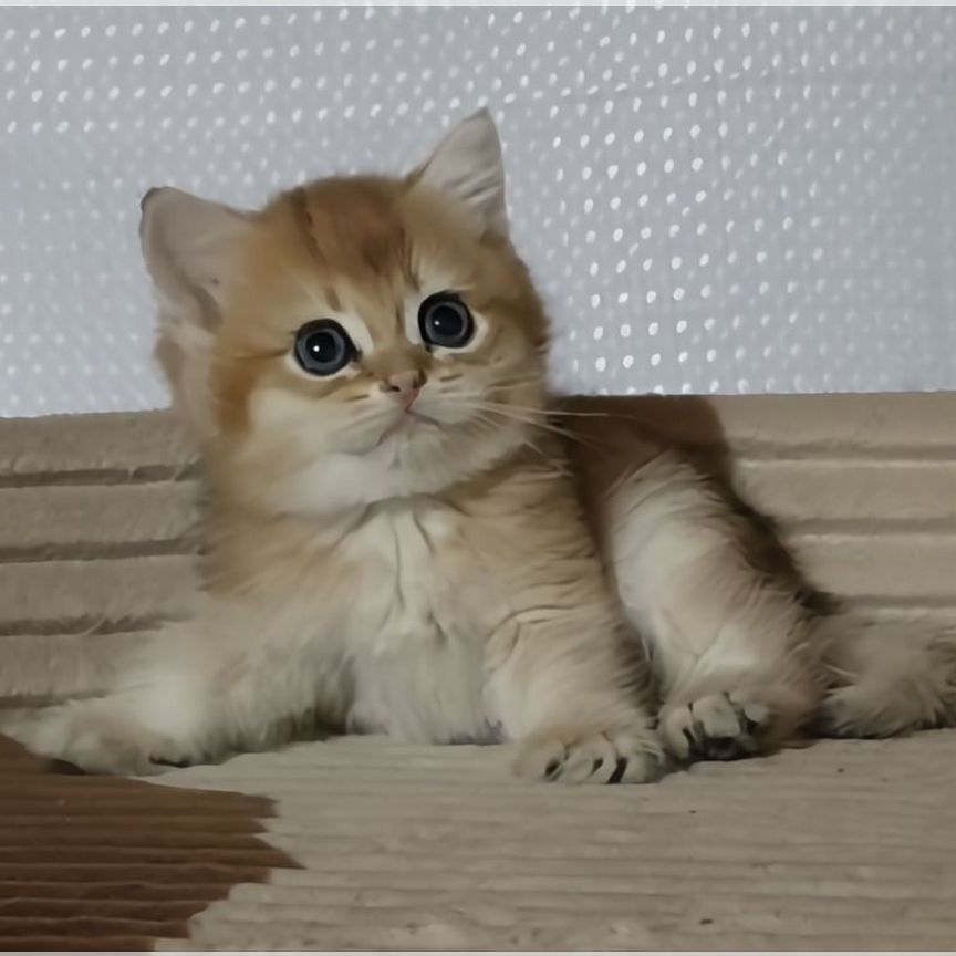 Британский короткошёрстный котёнок
