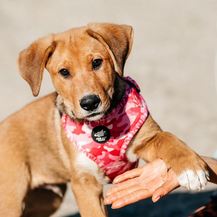 Обаятельные щенок Лимон станет прекрасным другом с