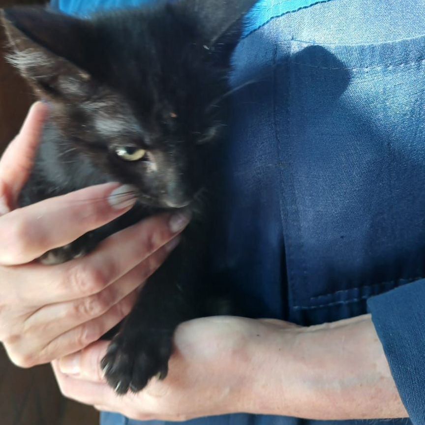 Чёрный котёнок