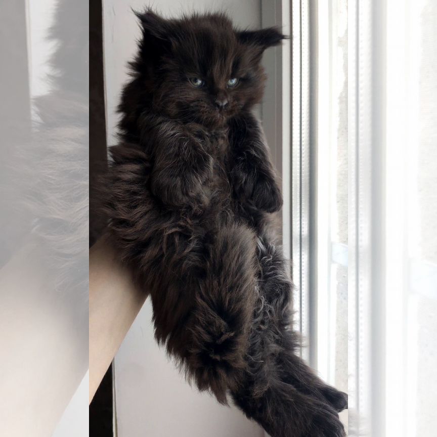 Мейн-кун котёнок