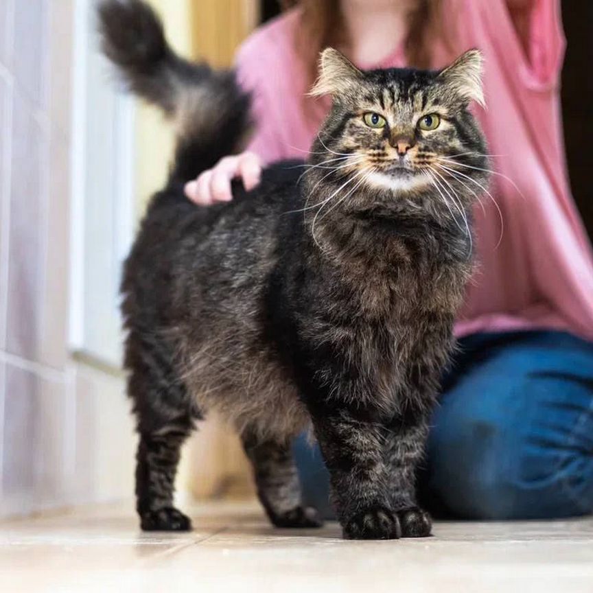 Особенный котик Камаль ищет дом