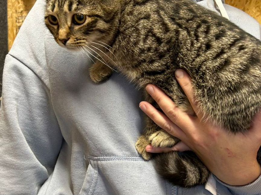 Котёнок в добрые руки