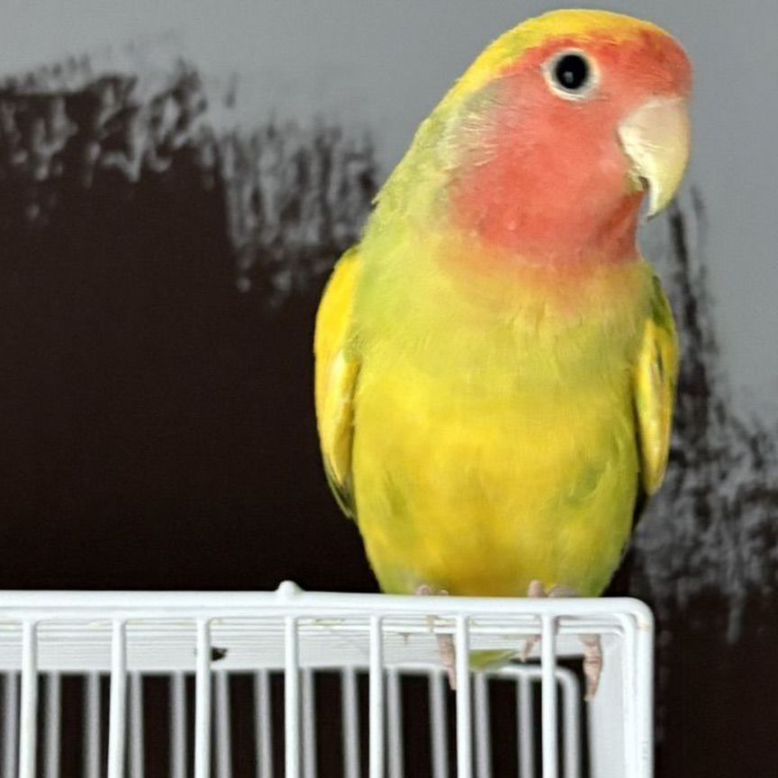 Попугай неразлучник