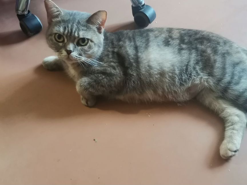 Кошки в добрые руки бесплатно