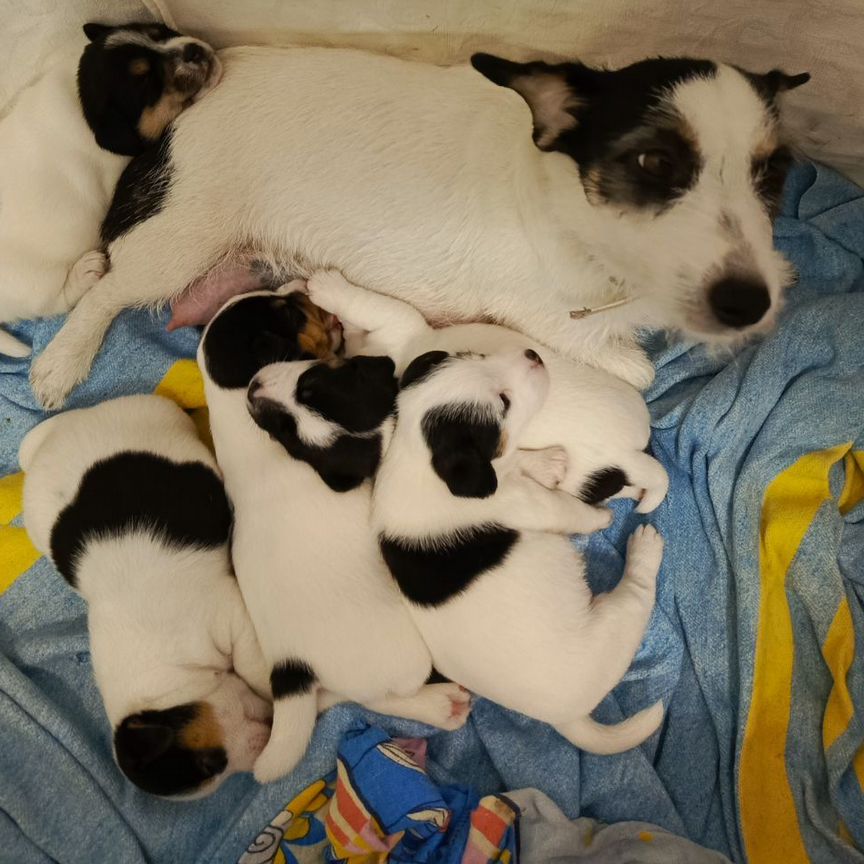 Джек-рассел-терьер, щенок