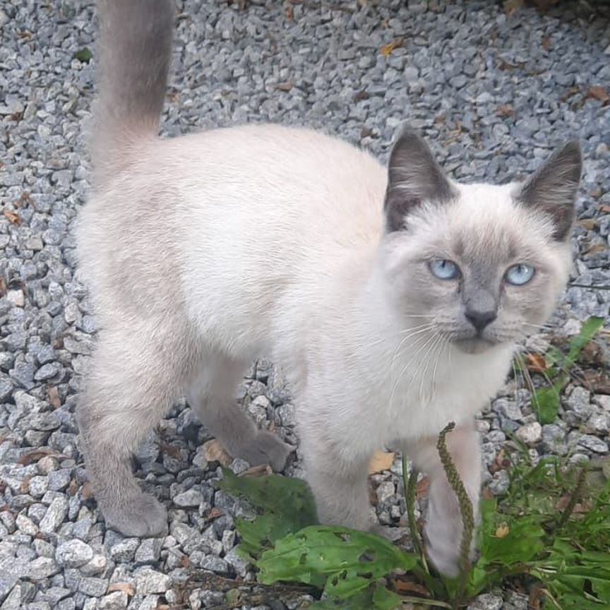 Котята в добрые руки бесплатно мальчик