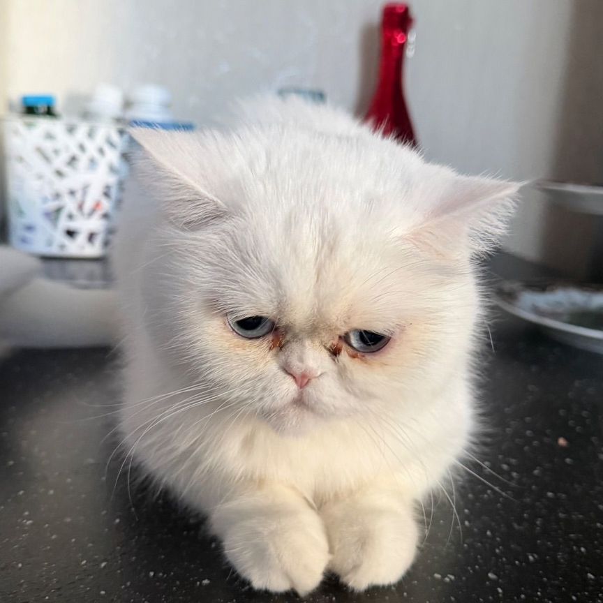 Экзотический короткошёрстный котёнок