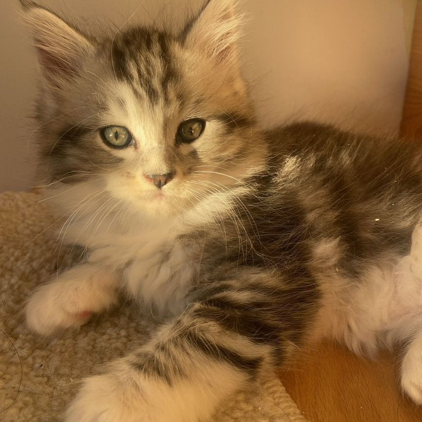 Мейн-кун котёнок