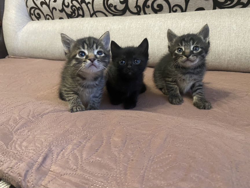 Котята в добрые руки бесплатно