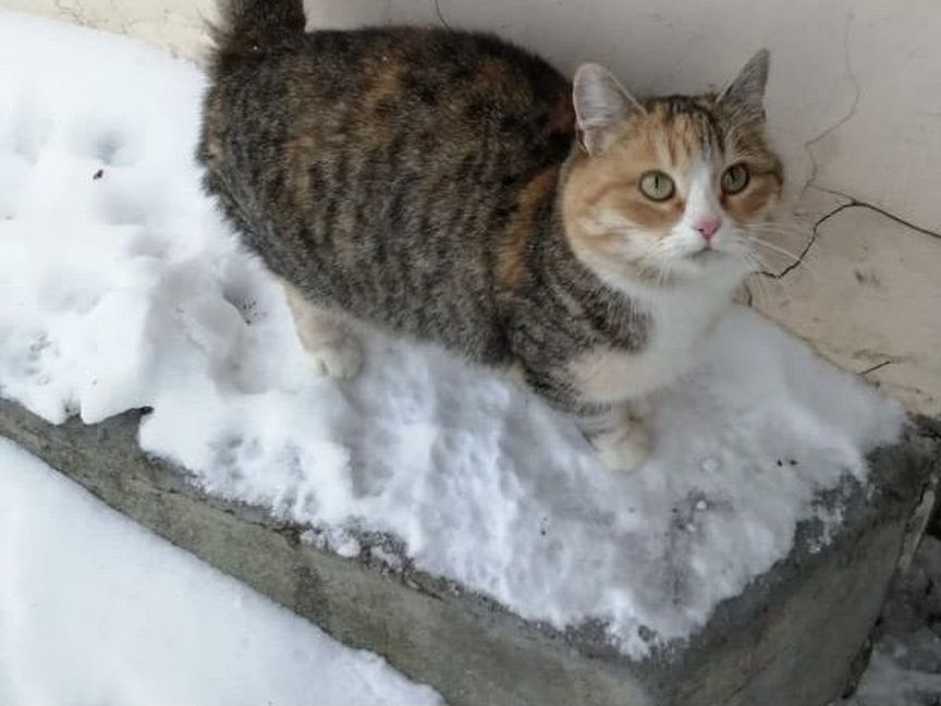 Кот брошен умирать