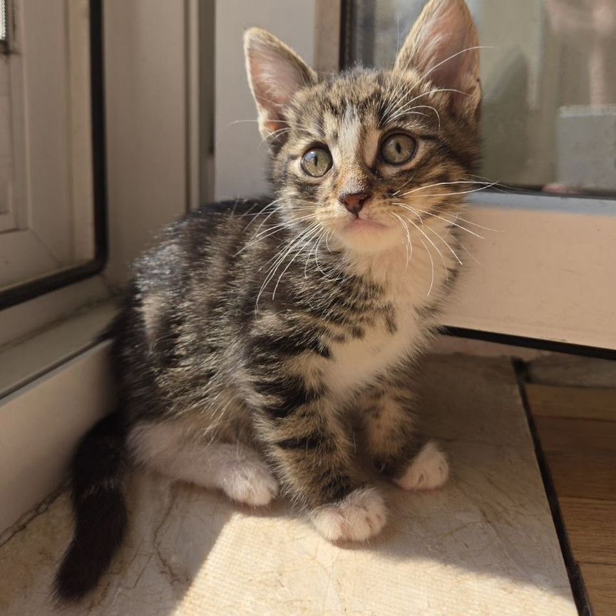 Котёнок в добрые руки