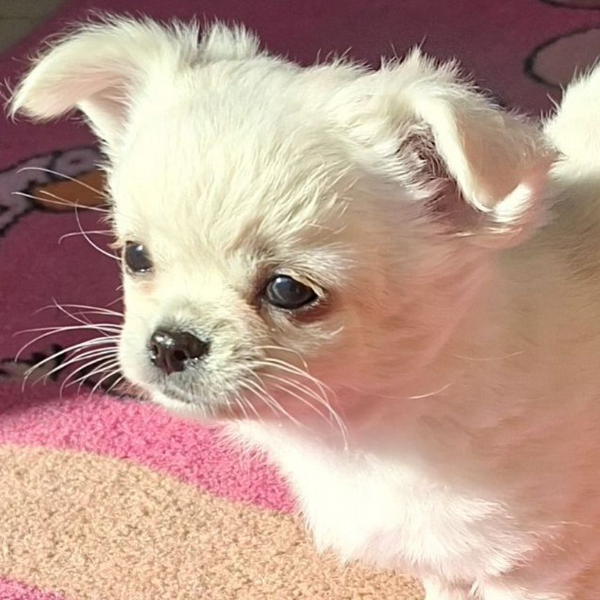 Чихуахуа, щенок