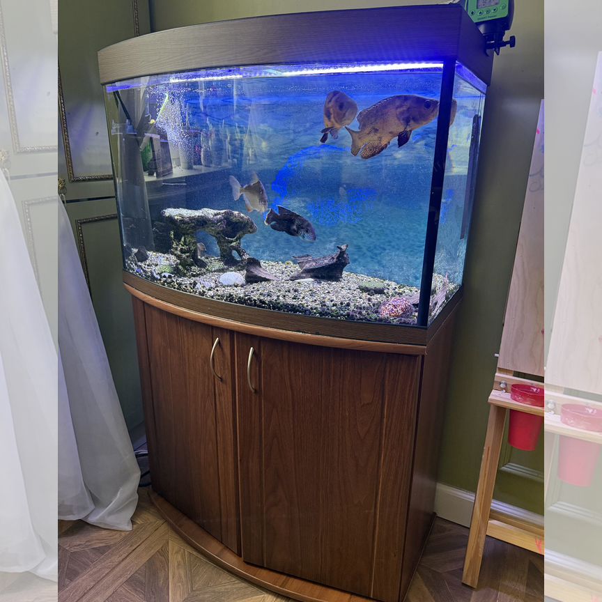 Аквариум 180 литров с рыбами и тумбой