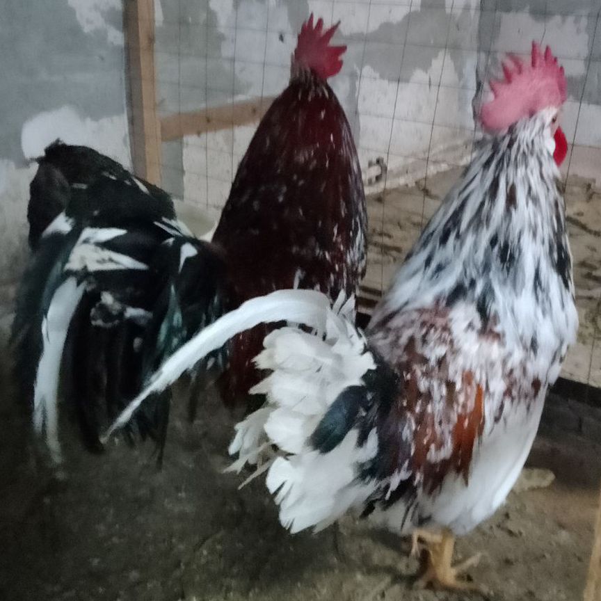 Молодые петухи