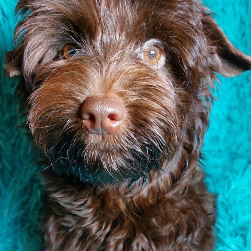 Шоколадный медведь йорк