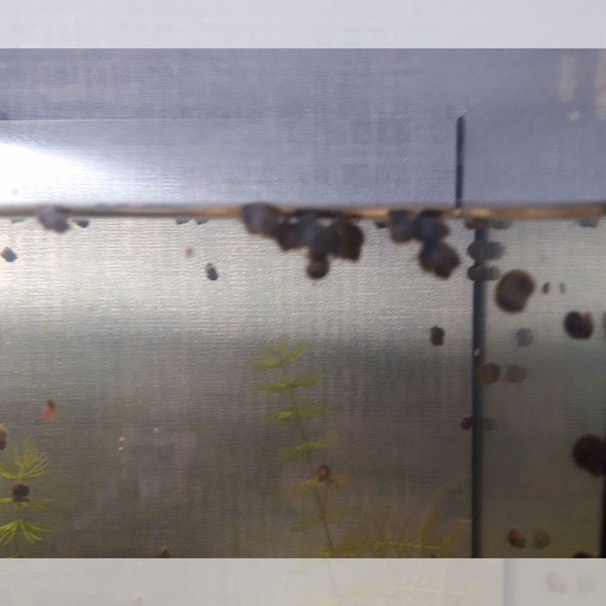 Улитка Черная нога