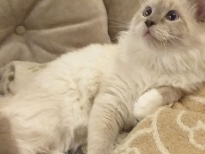 Котята Рэгдолл