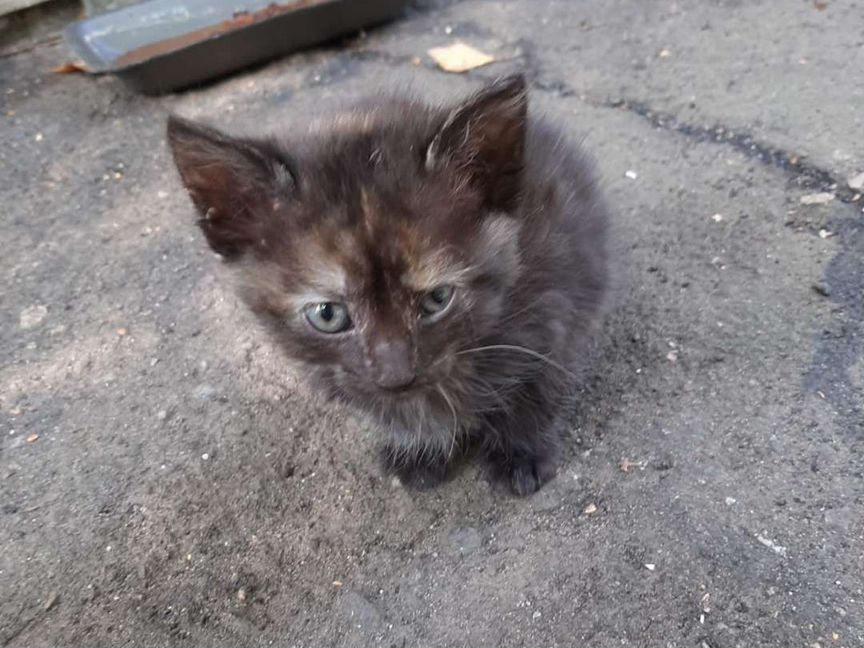 Котята малыши в подвале